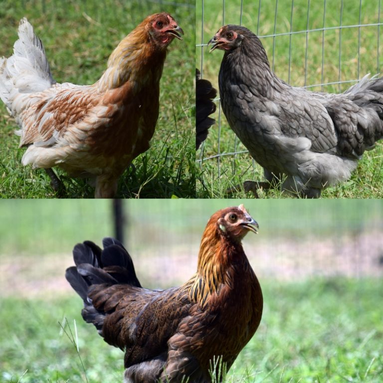 Cinnamon Queens, Paint Strippers, and Showgirl Chickens - Backyard Poultry